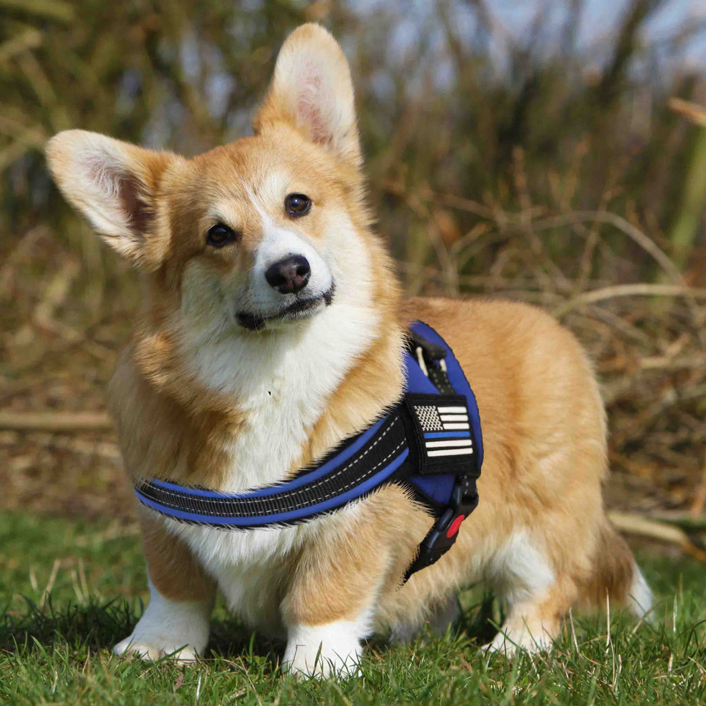 Thin Blue Line Dog Harness - Includes Thin Blue Line American Patch ...